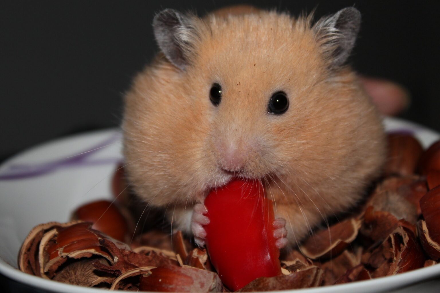 Mein Hamster hat immer volle Backen | nagerguide.de